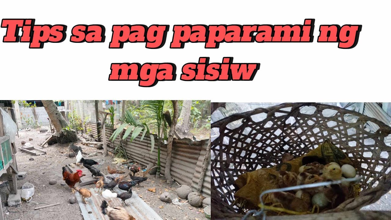 Bagong sisiw naman ang ating isang inahin tips sa tamang pag parami ng ...