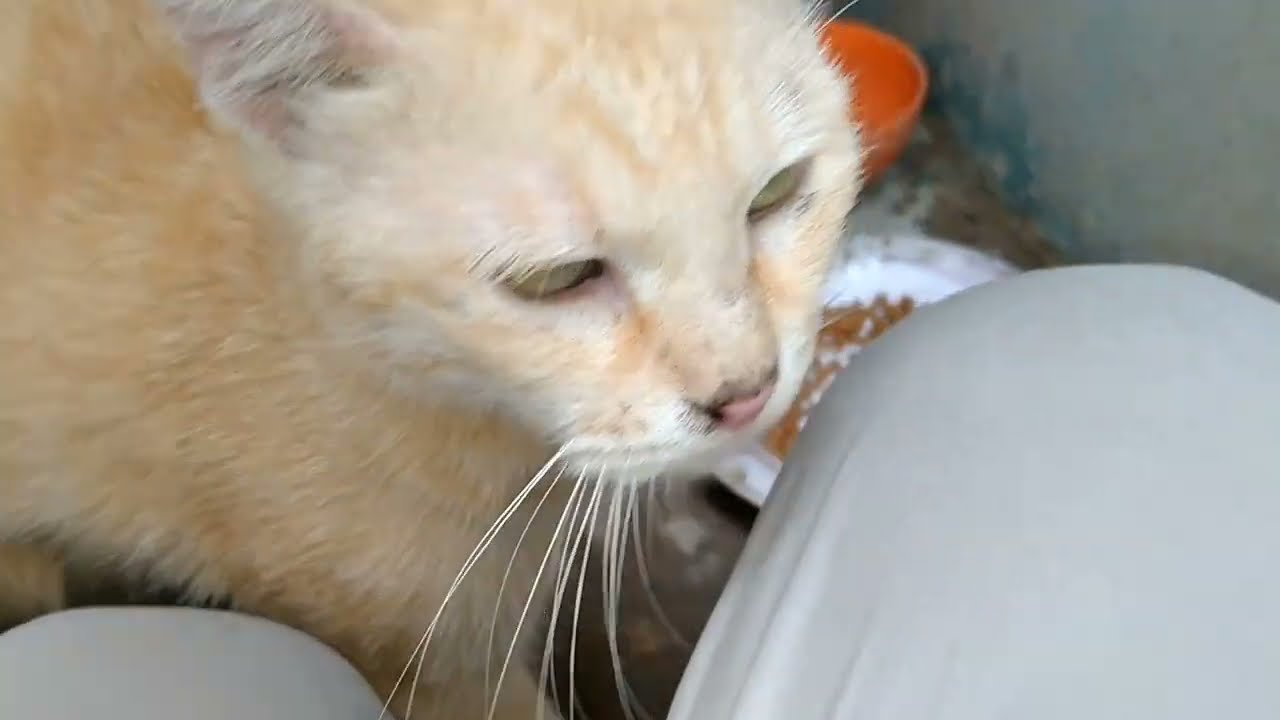 Protective Mother Cat Protecting Her Kittens And Sitting Outside - YouTube