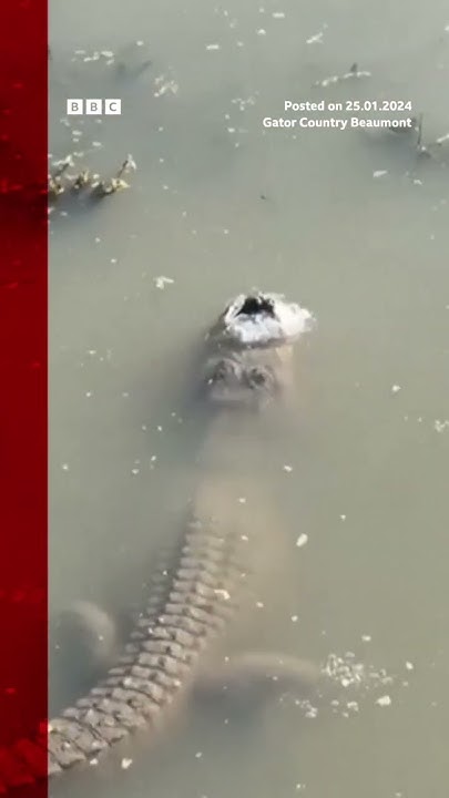 'Frozen' alligators still alive in icy cold waters. #Shorts #Alligators ...