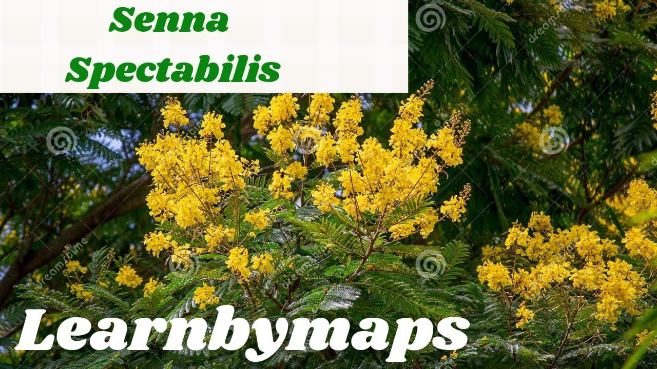 Senna Spectabilis | Daily Current Video | Simran IAS Academy - YouTube