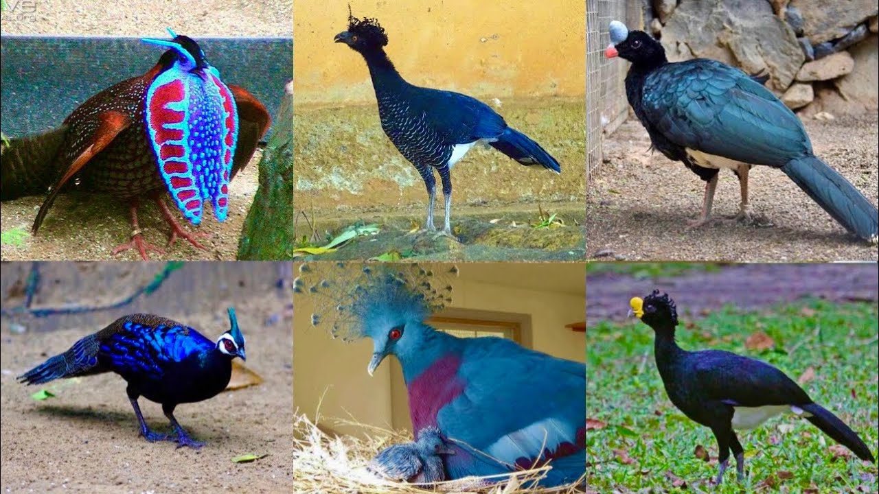 Ground Birds Ka Farm, Teetar, Chand Chakor, Pheasant Farming, Hen ...