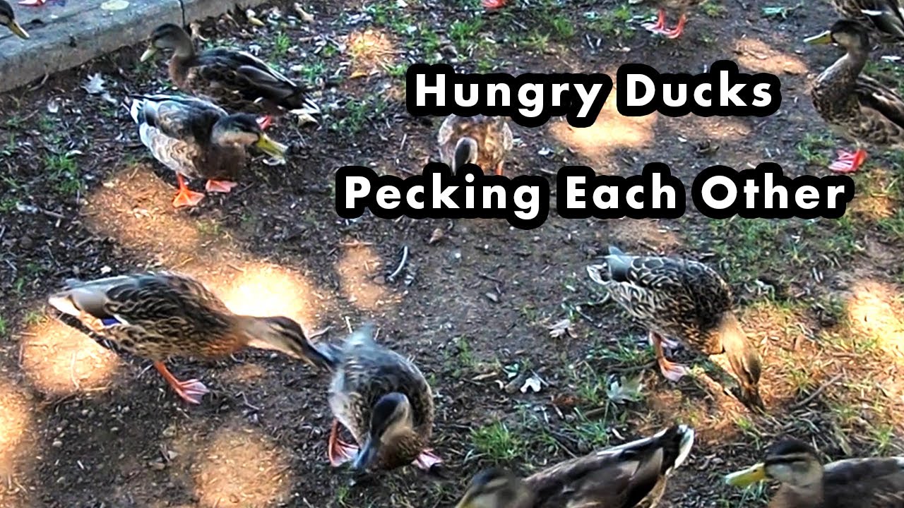 Hungry Ducks Pushing and Pecking Each Other - YouTube