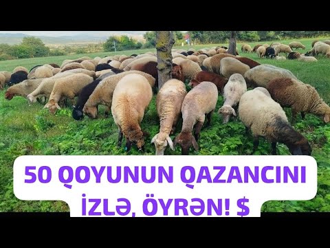 50 QOYUNUN illik qazancı nə qədərdi? #qoyun #sheep #köyhayatı 