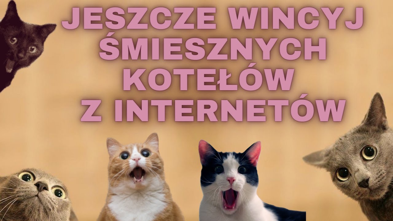 JESZCZE WINCYJ ŚMIESZNYCH KOTEŁÓW Z INTERNETÓW! - YouTube