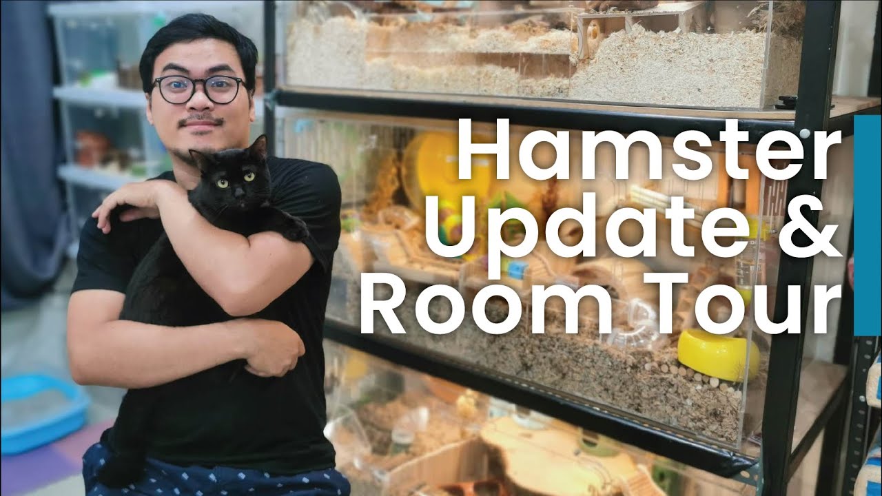 Hamsters Update and Room Tour - YouTube