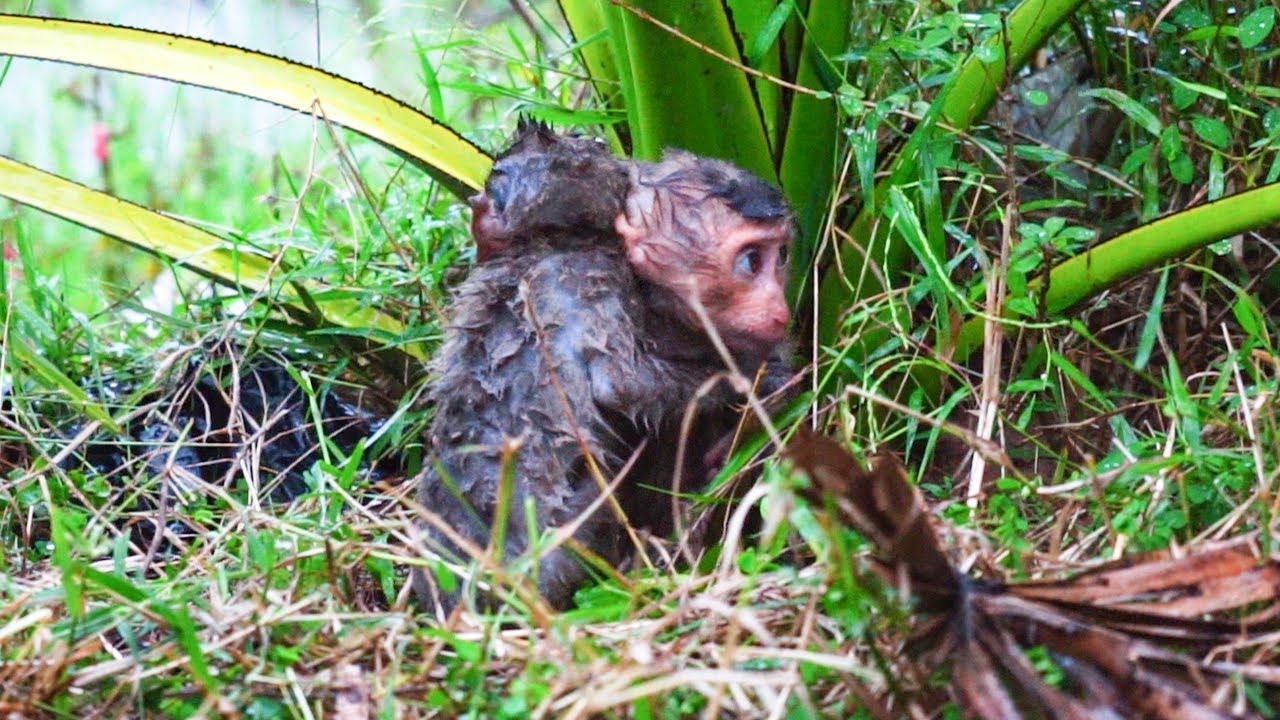So pitiful baby monkey sad under the rain - YouTube