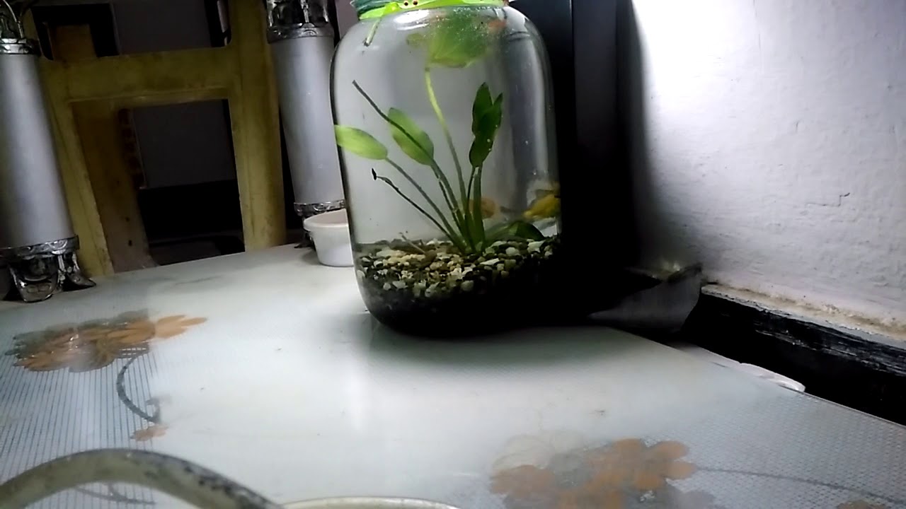 Dog Want To Eat My Fishes YouTube dog-want-to-eat-my-fishes-youtube