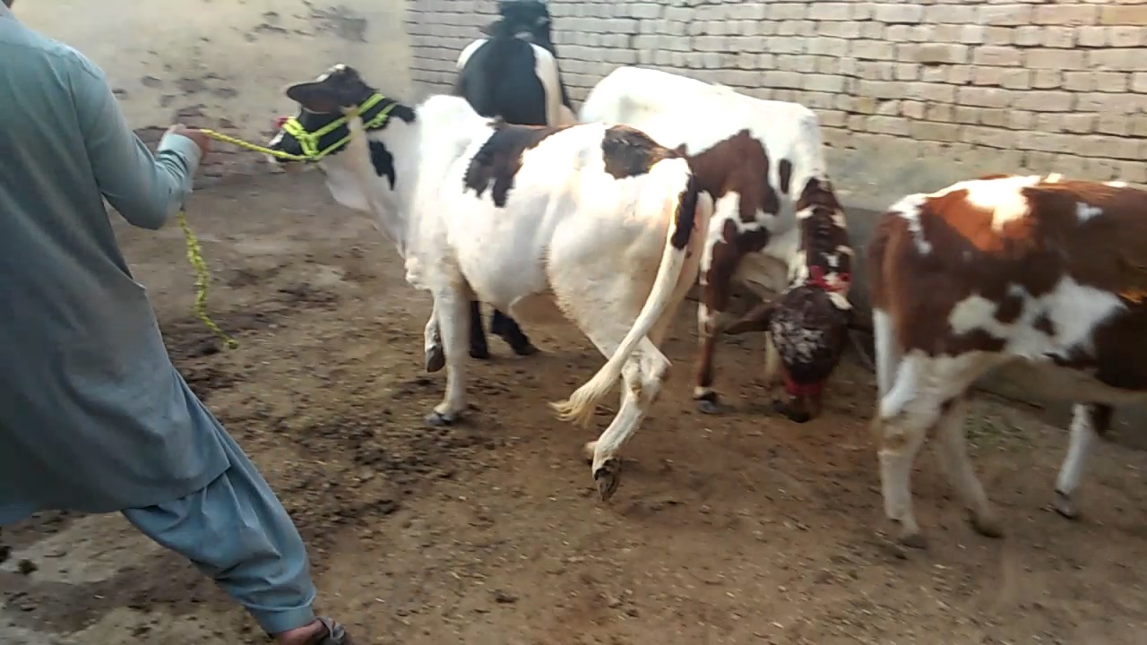 cow cattle form - YouTube