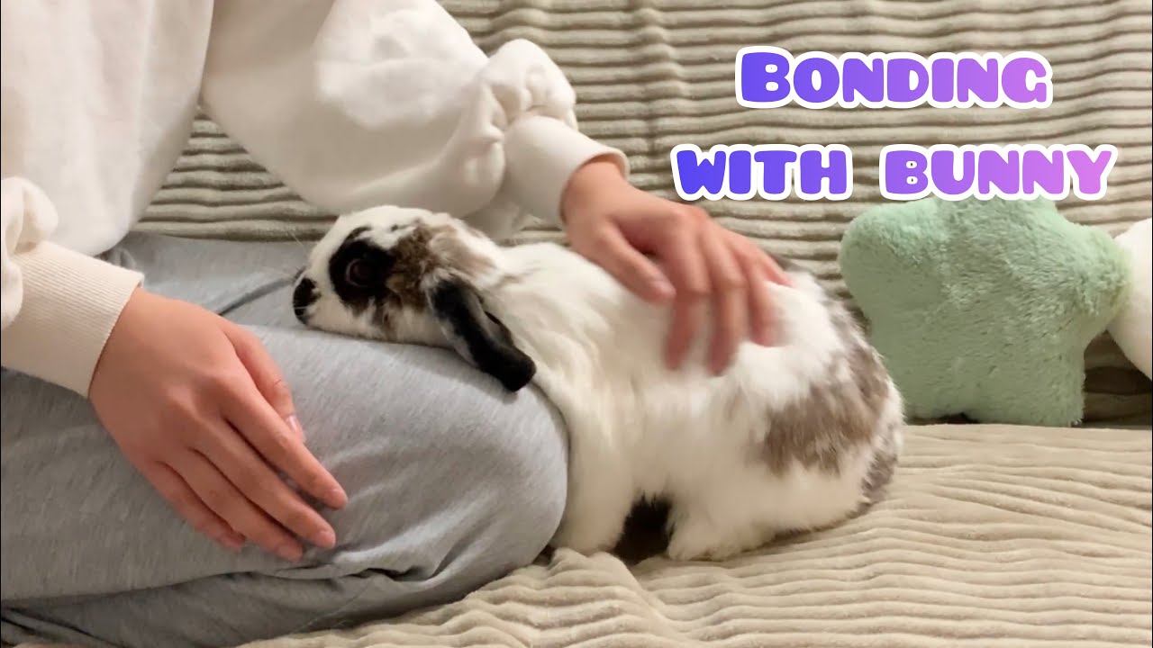 Teaching My Bunny Simple Tricks - YouTube