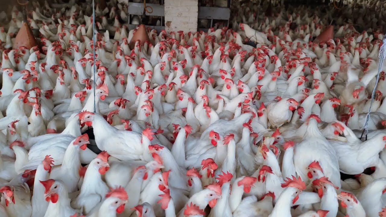 Visit Poultry Farm in Samundri 😍 | Chicken Farming in Sheds | Chicken ...