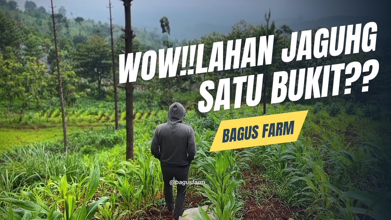 WoW Lahan Jagung Bagus Farm ternyata Seluas ini! - YouTube
