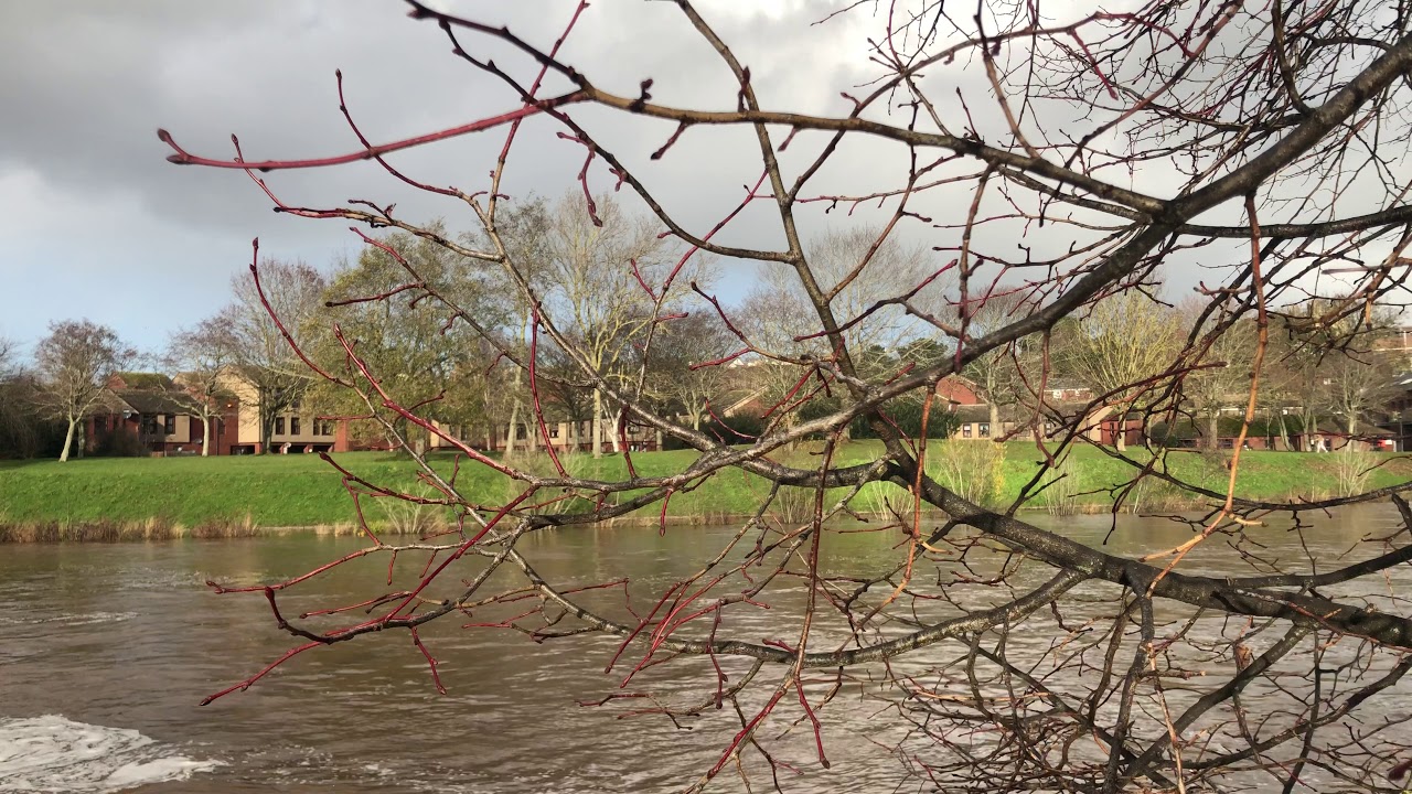 Common lime - branches & twigs - December 2020 - YouTube