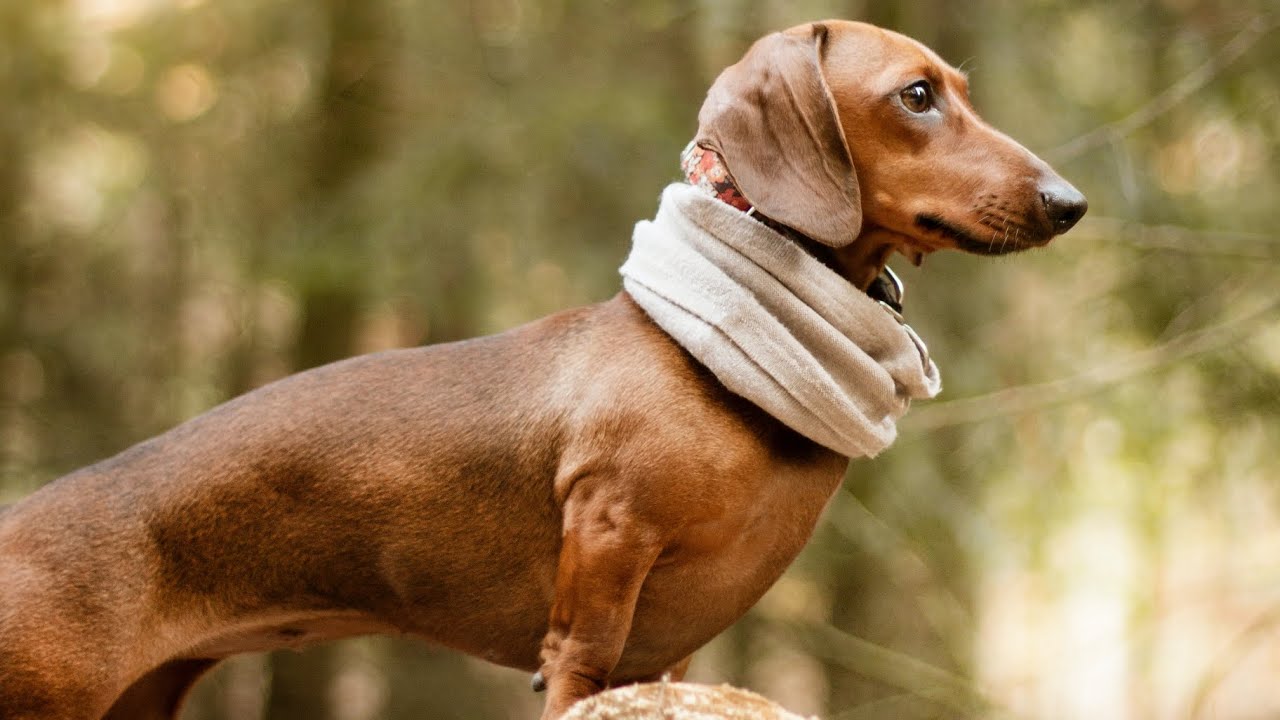 Historia y origen del dachshund o "Perro salchicha".. - YouTube