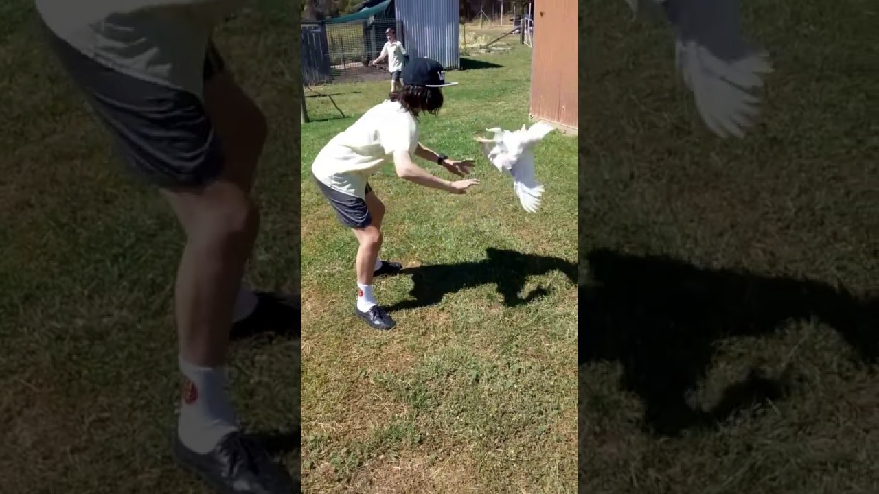 Chicken backflip - YouTube