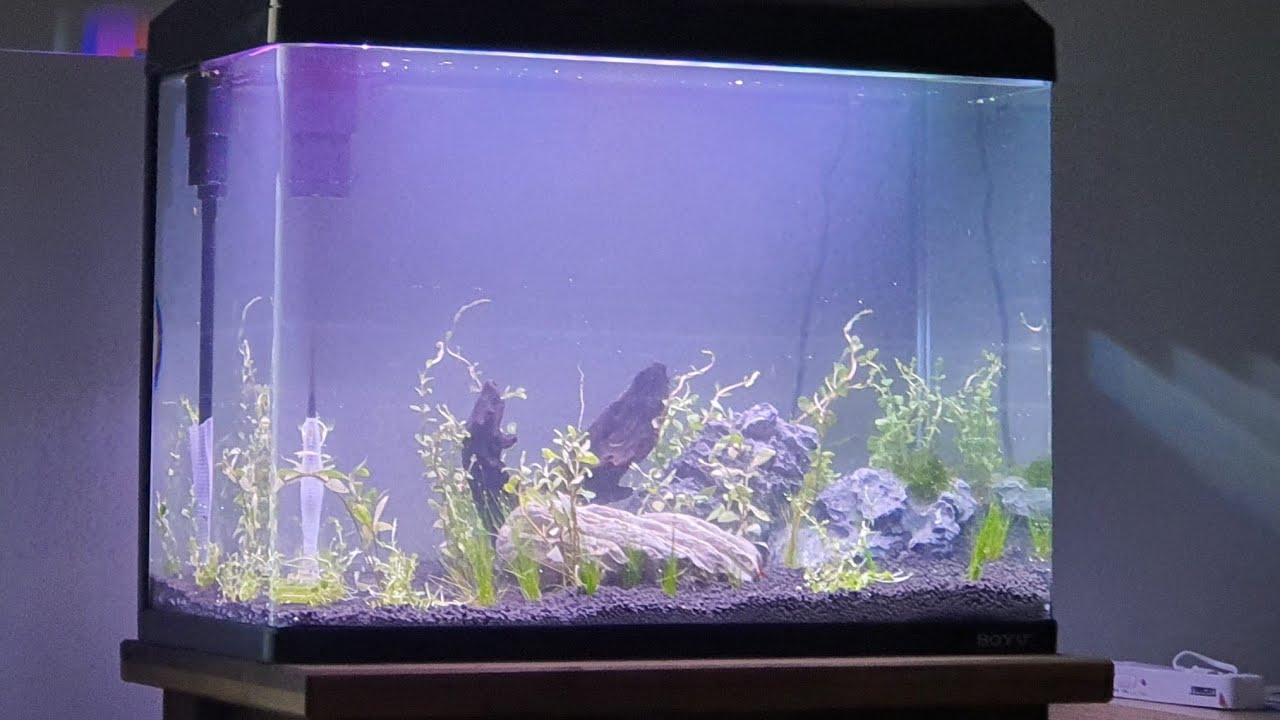 Aquário Plantado 66 litros - Boyu EC-600 - YouTube