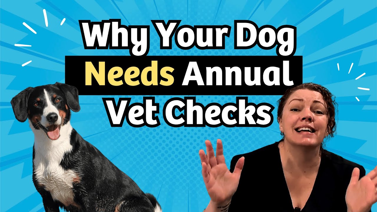 Why Your Dog Needs Annual Vet Checks - YouTube