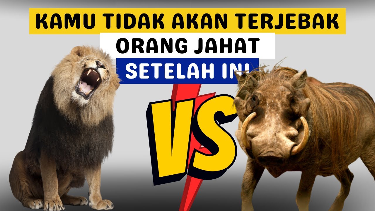 BABI VS SINGA | Cara Menghadapi Orang Jahat - YouTube