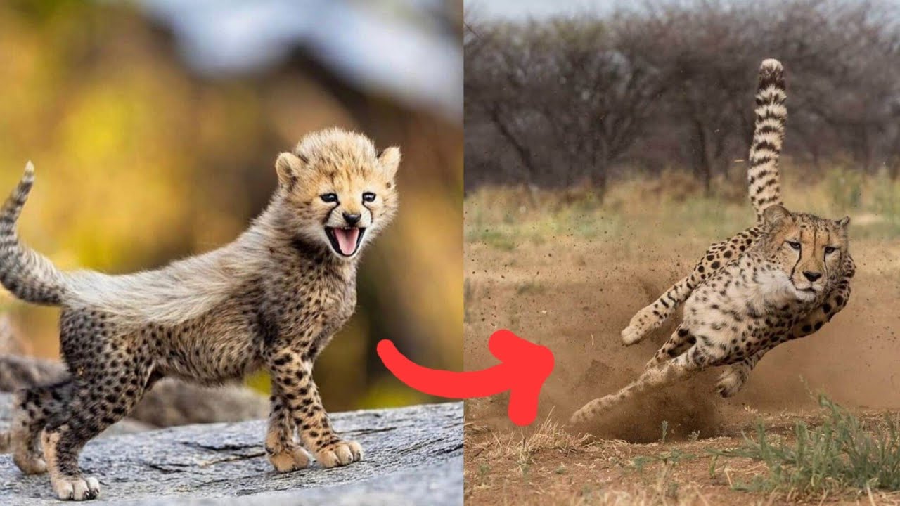 Transformation from a cub to an adult animal. Animals grow up - YouTube