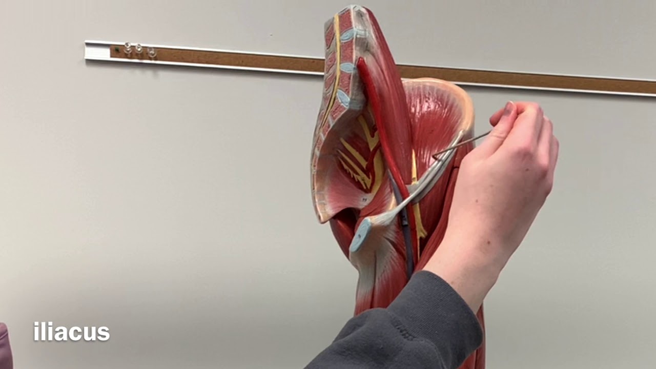 Lab 3: Appendicular Muscles and Joints - YouTube