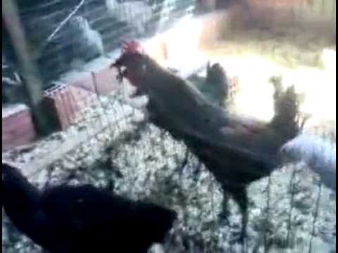 Bu Horozlar Bir Alem | Komik