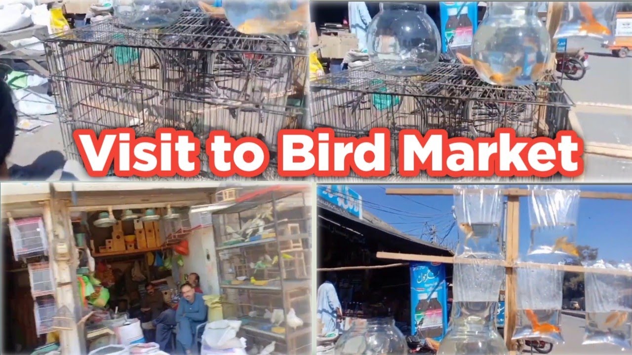Visit to Bird Market | Bird market Jhang | Bird Market #market # ...