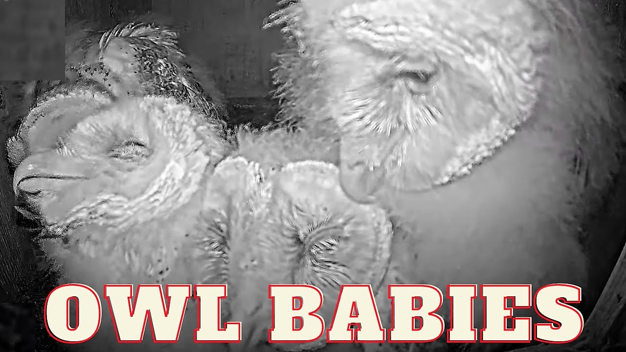 Just 4 barn owl nestlings being SUPER cute cuddling and kissing. - YouTube