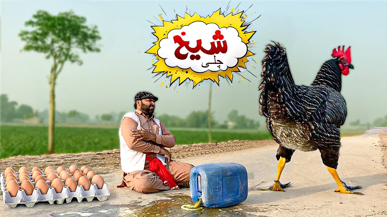 Sheikh Chilli Part 2 || Comedy Video || BWP Royals #funny - YouTube