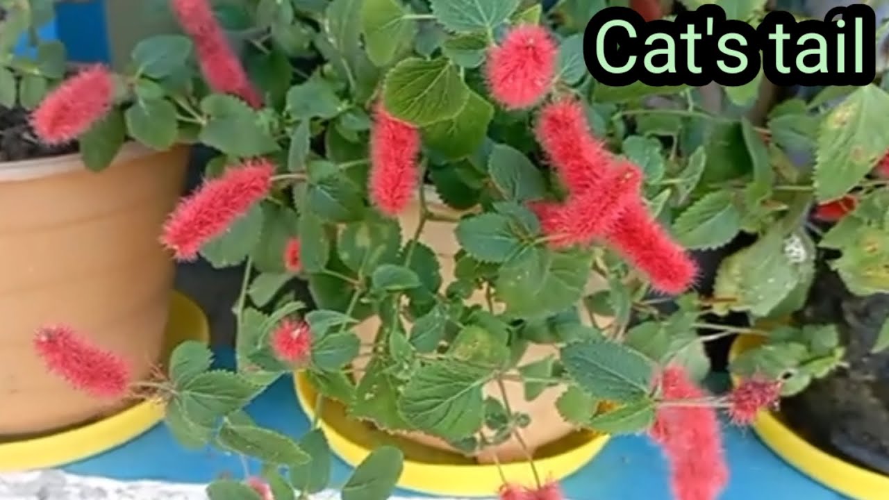 Red hot cat's tail,house plant complete care tips | in nepali ||👌👌 ️💞 ...