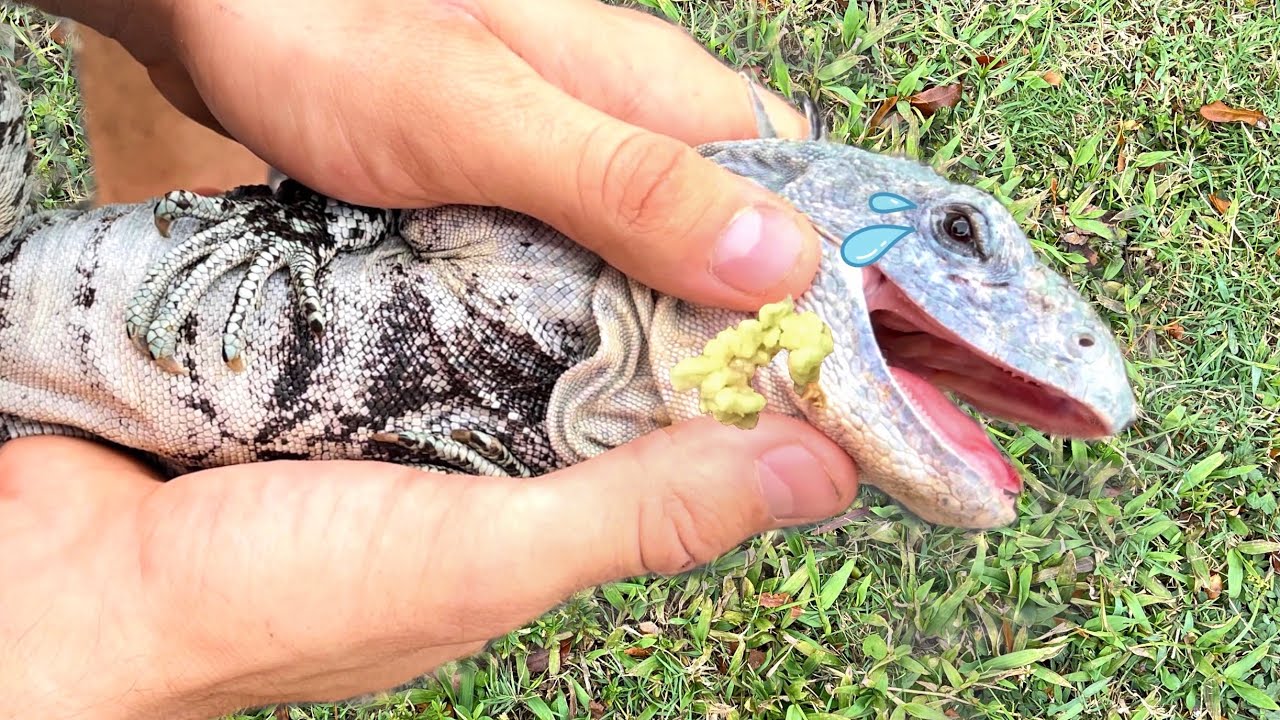 REMOVING GIANT GROWTH ON MY LIZARDS NECK ! WILL HE MAKE IT ?! - YouTube