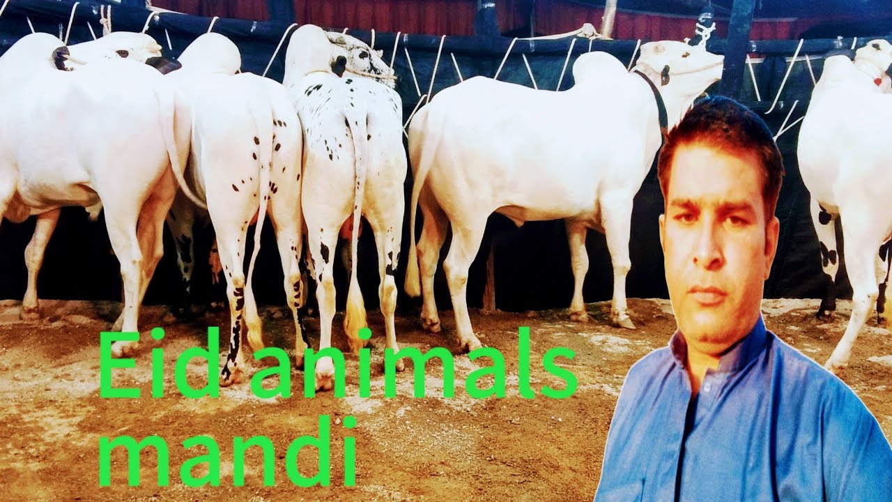 Eid animals mandi beauty animals mandi - YouTube