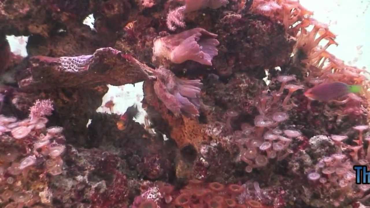 The Basic about the Solar or Solon Wrasse - YouTube