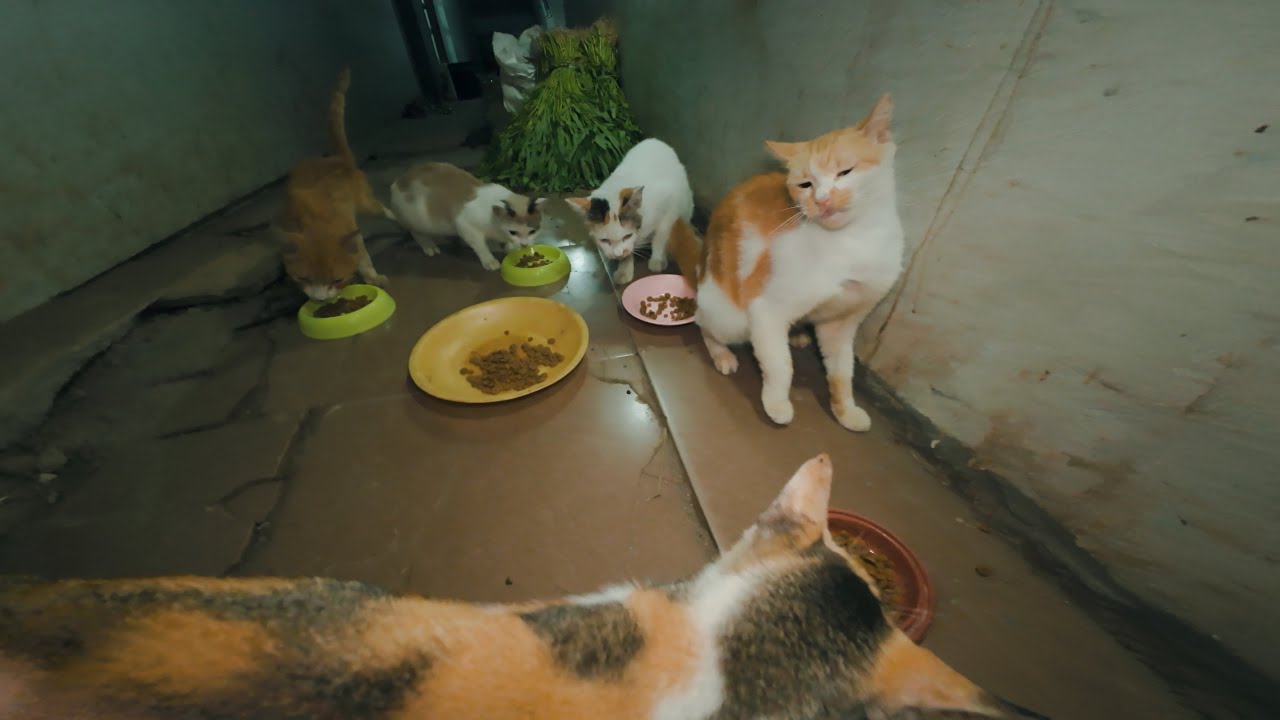 Happy stray cats feeding 180 - YouTube
