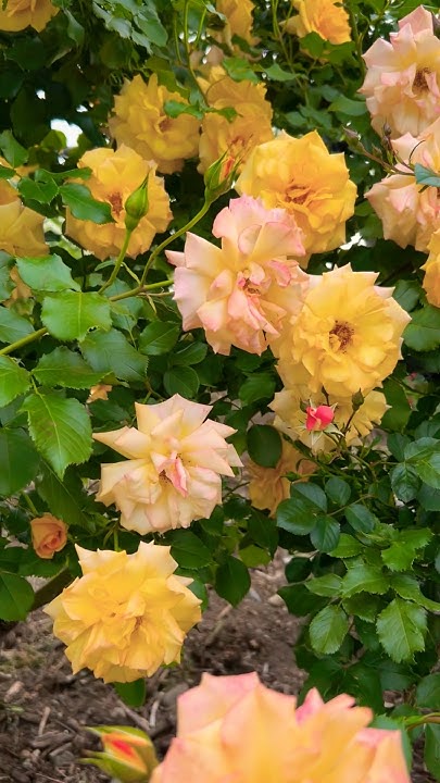 กุหลาบเหลือง Love Piano Music Nature Japan ผ่อนคลาย Rose Youtube