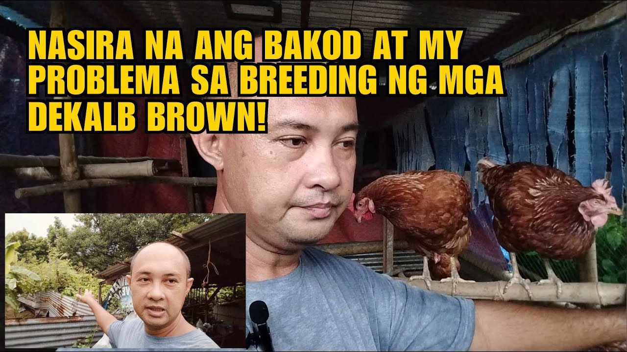 NASIRA ANG BAKOD AT MY PROBLEMA SA BREEDING NG DEKALB BROWN! - YouTube