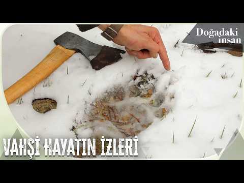Ayılar ve kurtlarla heyecanlı takip! | Doğadaki İnsan 110. Bölüm