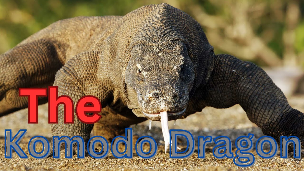 The Komodo Dragon - YouTube