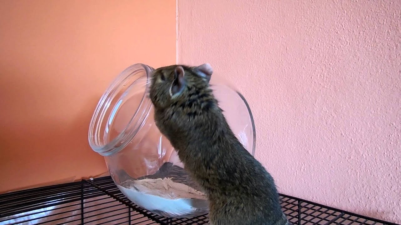 octodon degus...osmák degu - YouTube