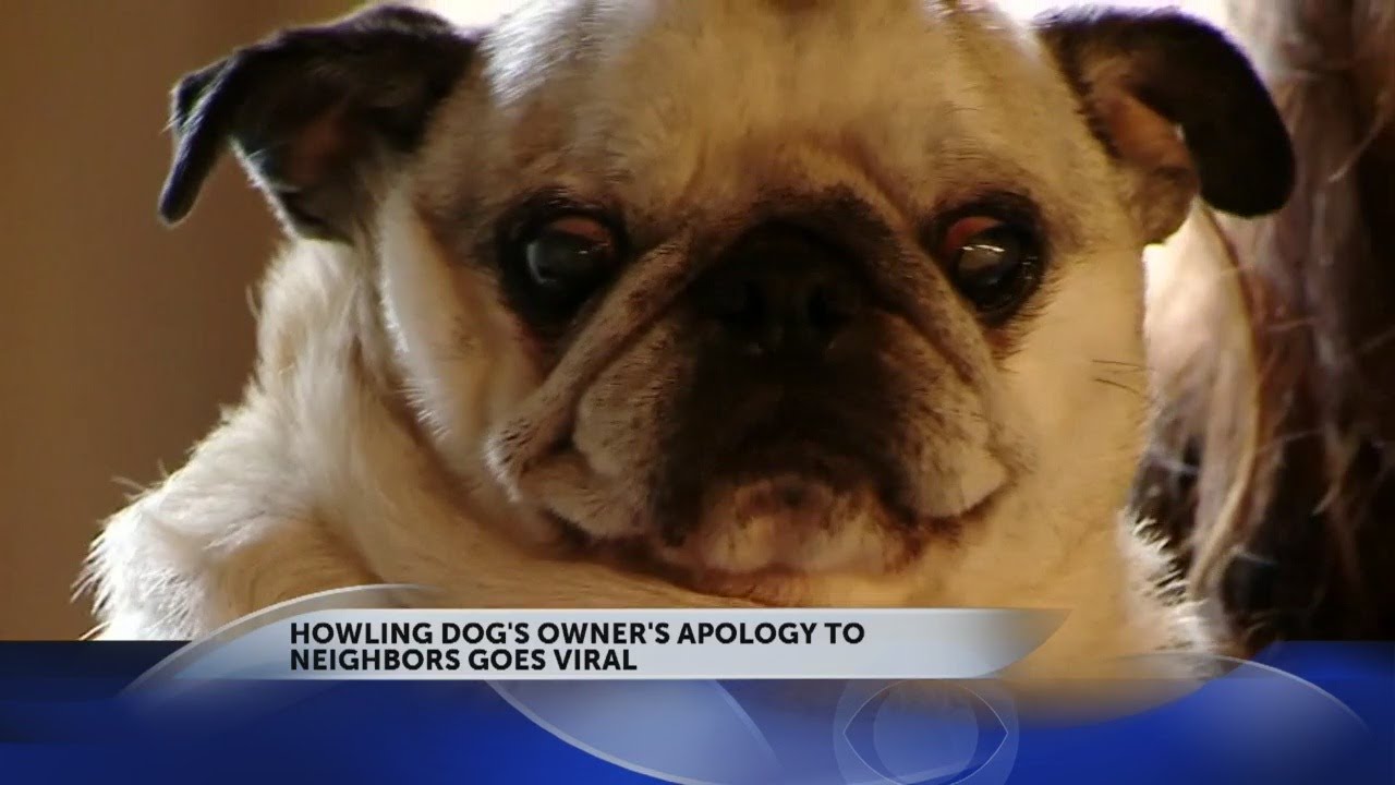 Howling, blind pug's apology to neighbor makes noise online - YouTube
