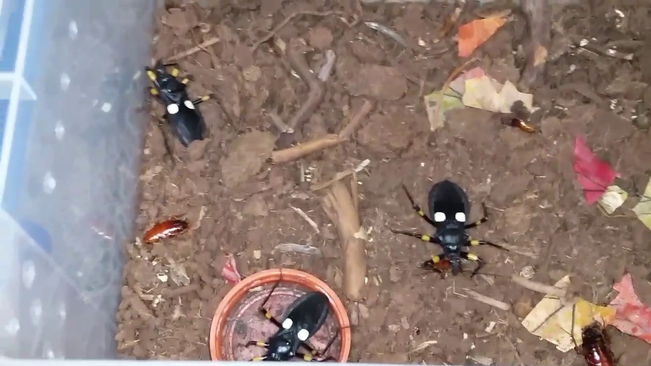 Platymerus biguttatus White Spotted Assassin Bug Feeding - YouTube
