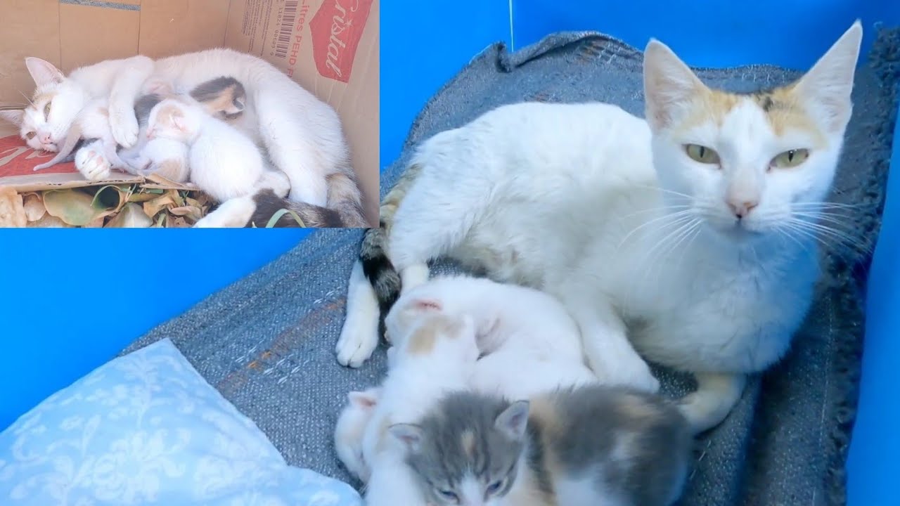 Life is born out of suffering || The story of saving a cat and its ...