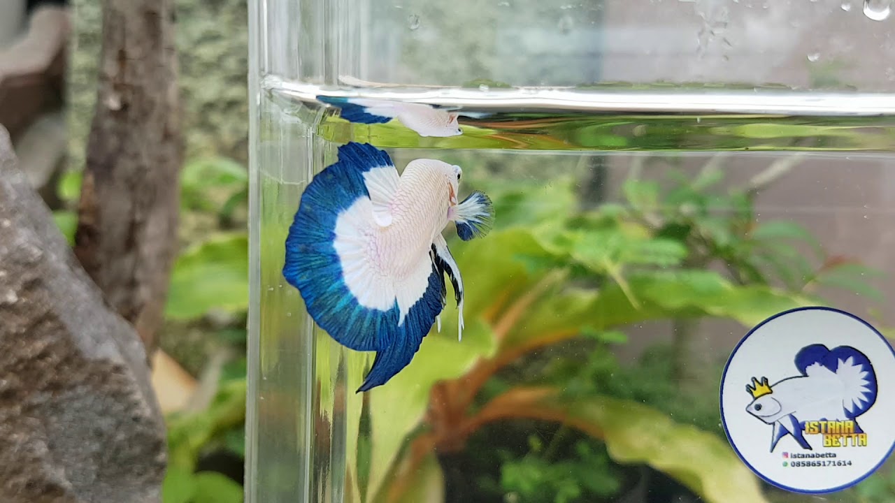 Cupang Blue Rim Betta Fish Minat WA +6285865171614 - YouTube