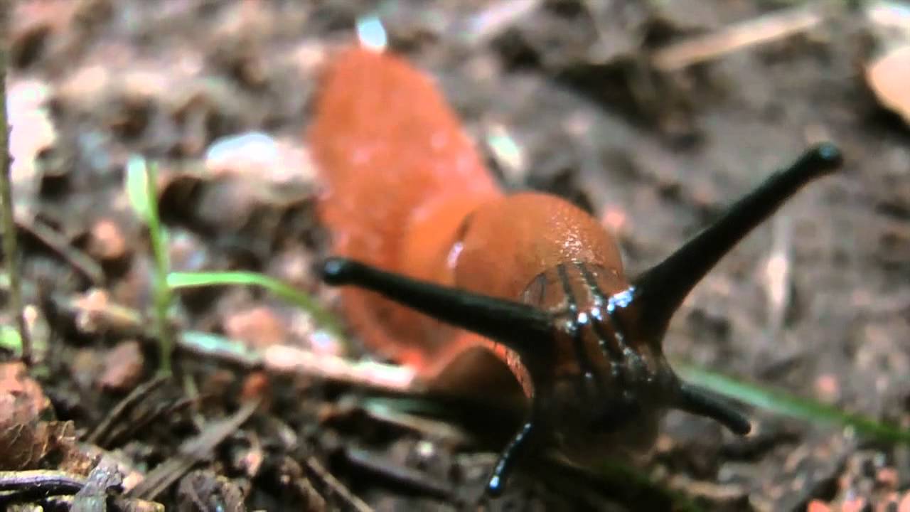 Weekdier slak naaktslak Arion ater en zwarte kielnaaktslak Milax ...
