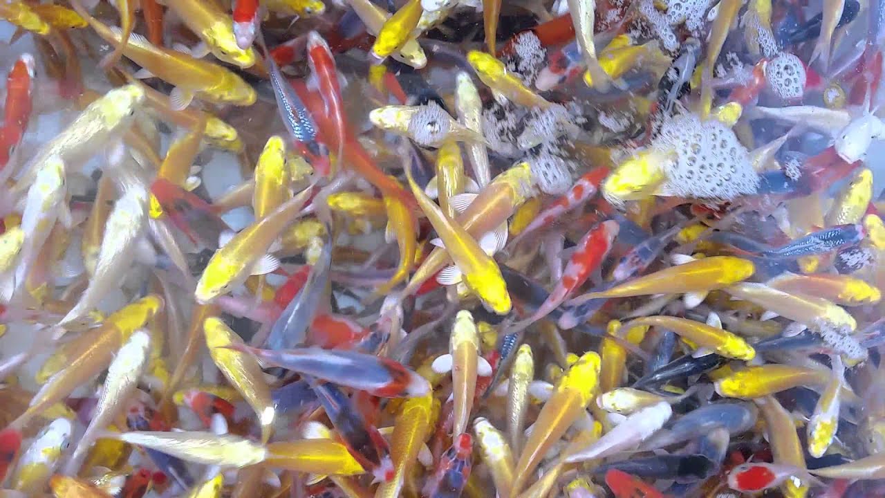 HQ KOI FOR 2016 IN GAN SHMUEL FISH FARM - YouTube