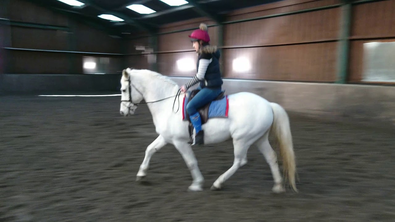 Bailey flatwork - YouTube