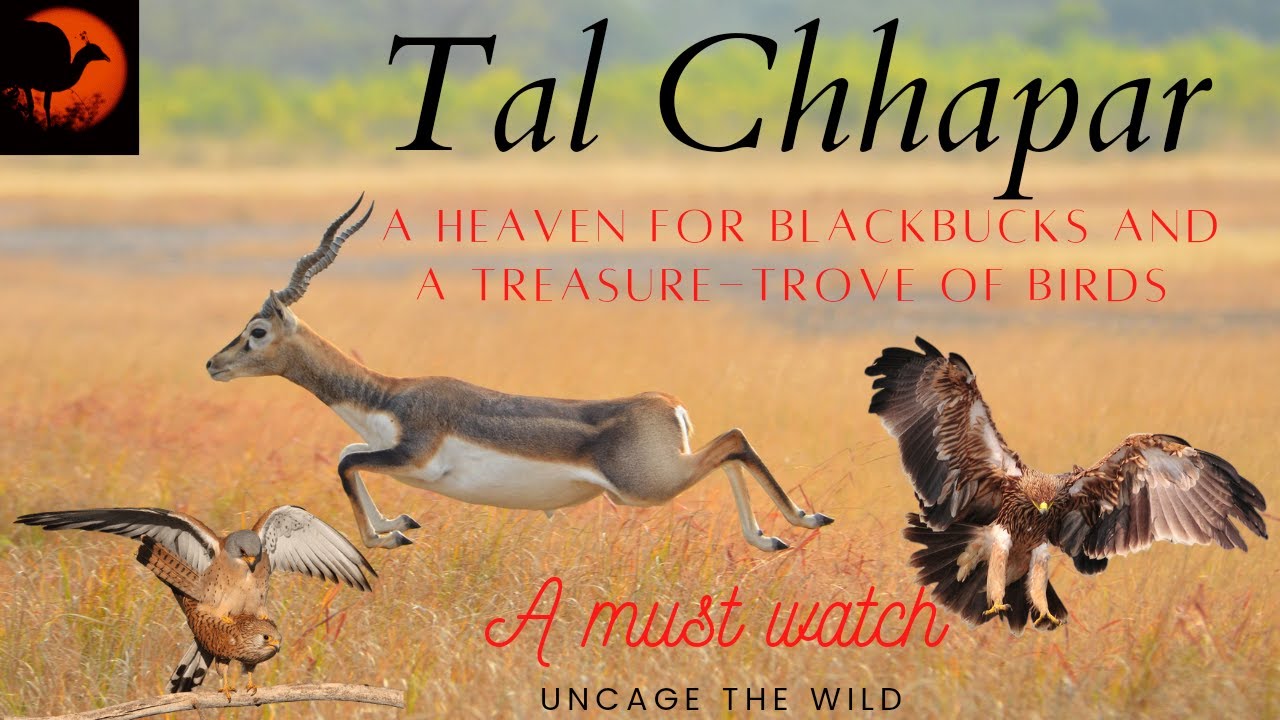 Tal Chhapar Sanctuary | ताल छापर अभयारण्य| Tal Chhapar blackbuck ...