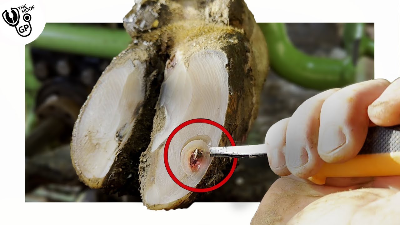 CARVING out the CAVITY in the COW's HOOF was seriously satisfying - YouTube