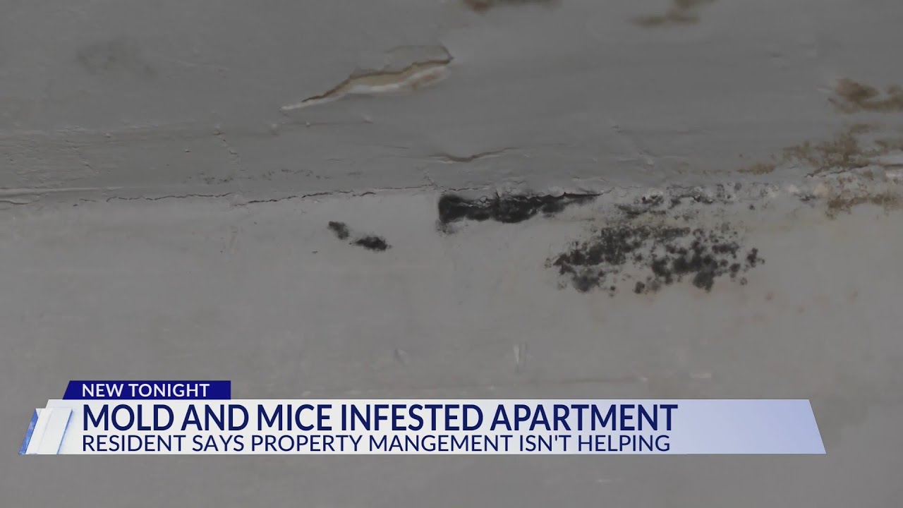 Montgomery County man says apartment management not fixing mold, mice ...