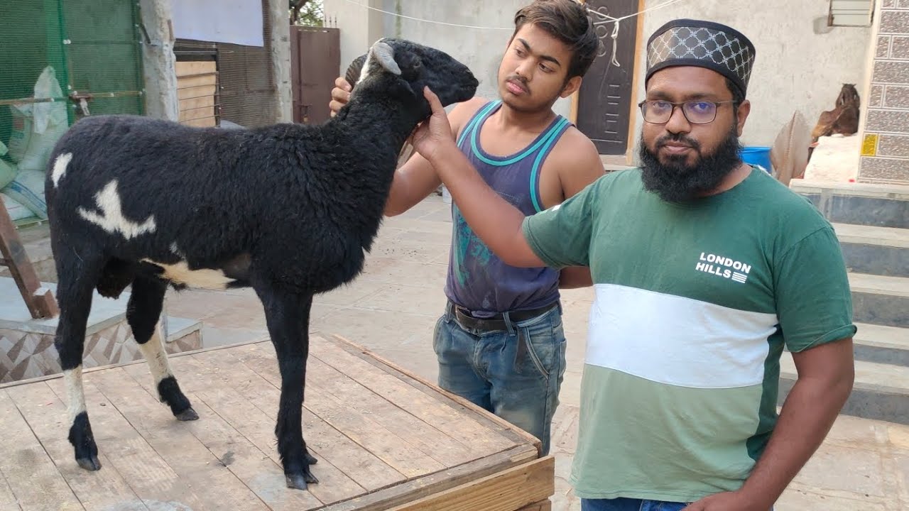 saste bakriya in Lakeview goat farm hyderabad | Marino vilayati ...