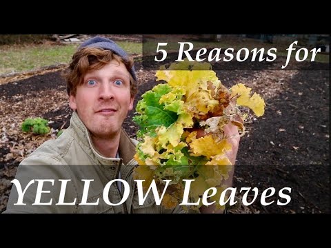 YELLOW Leaves | Top 5 Reasons Your Plant's Leaves are Turning Yellow