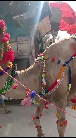 Sindhi camel#cowman #animals # camel#goatsimulator #cowlover # ...